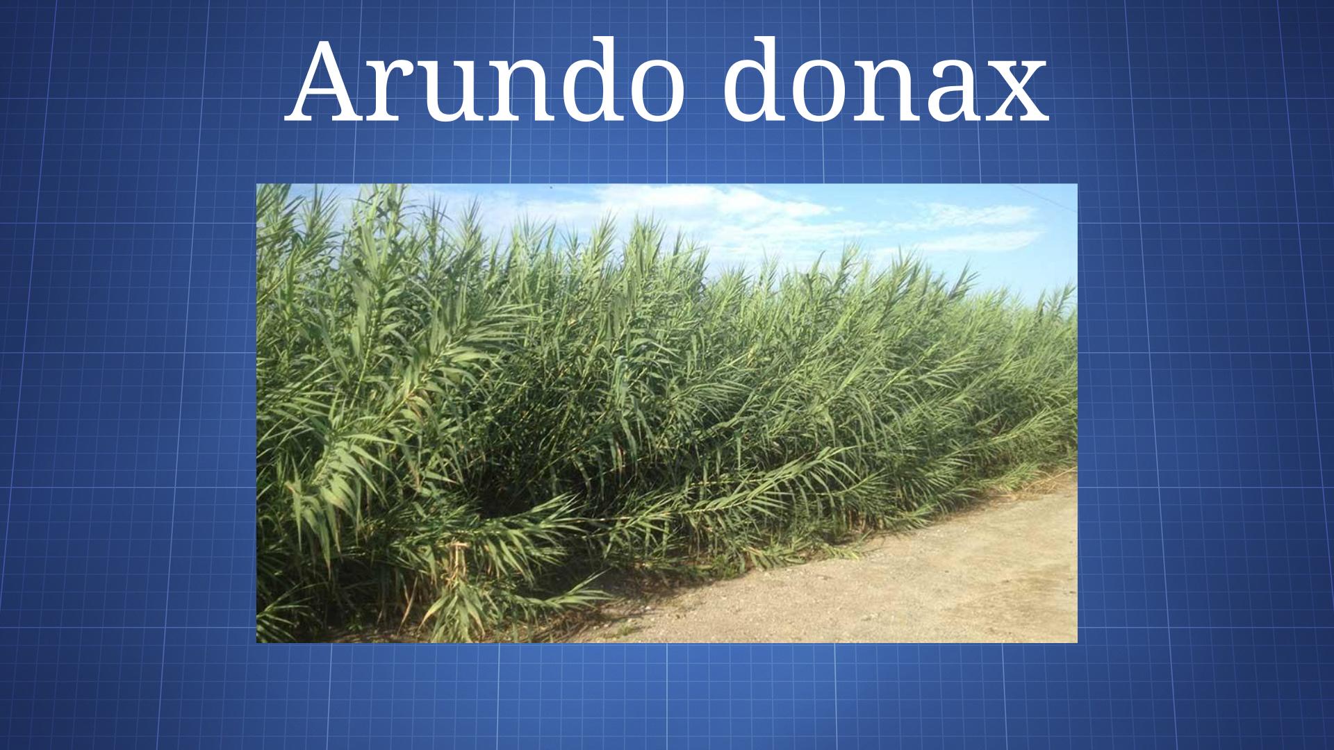 Arundo donax - The Drug Classroom