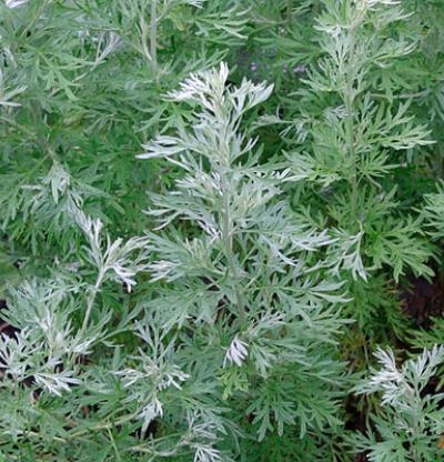 Absinthe (Artemisia absinthium & Thujone) - The Drug Classroom